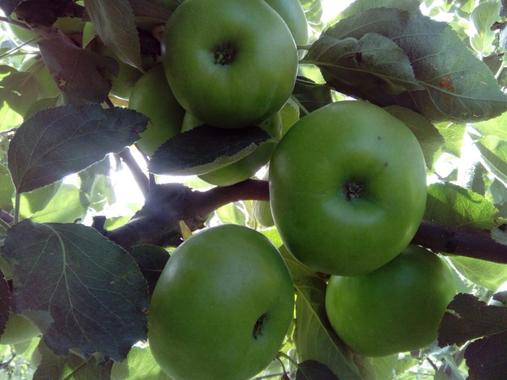 Voćne Sadnice Jabuke - Sadnice Voća Jabuka | Rasadnik Dionis